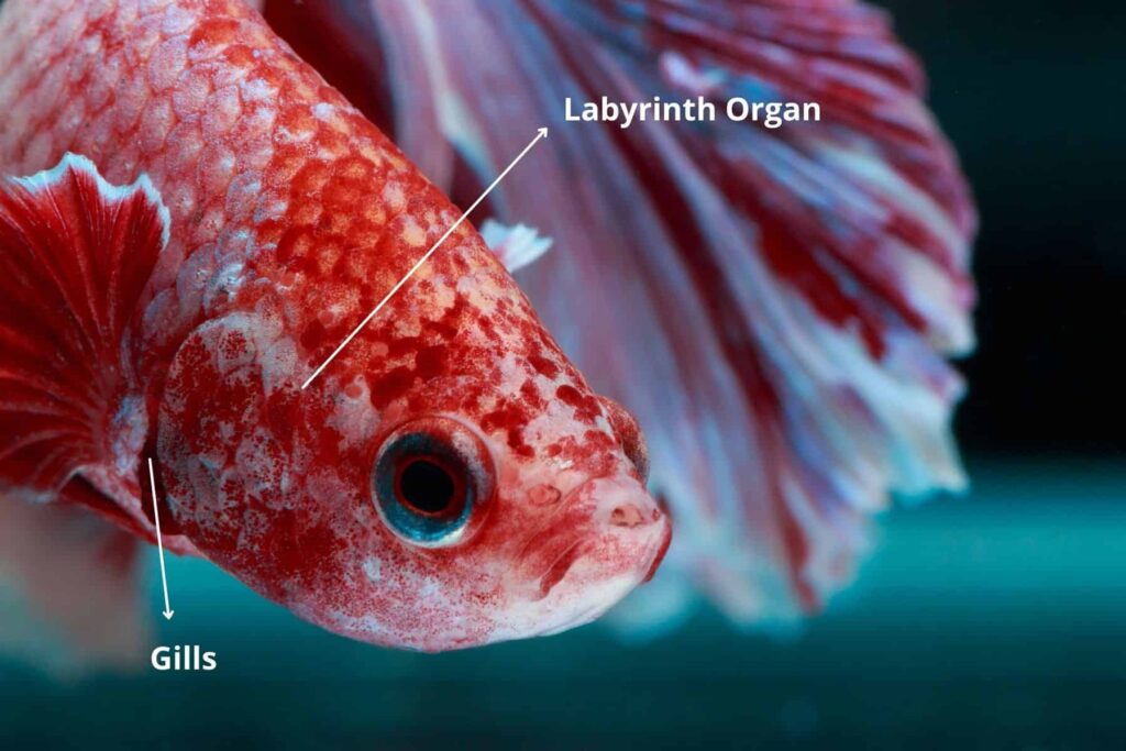 betta labyrinth organ