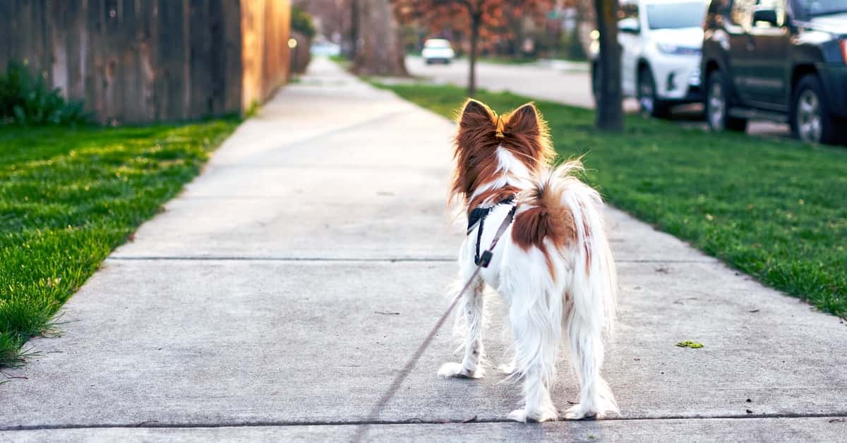How Far Is Too Far To Walk A Dog