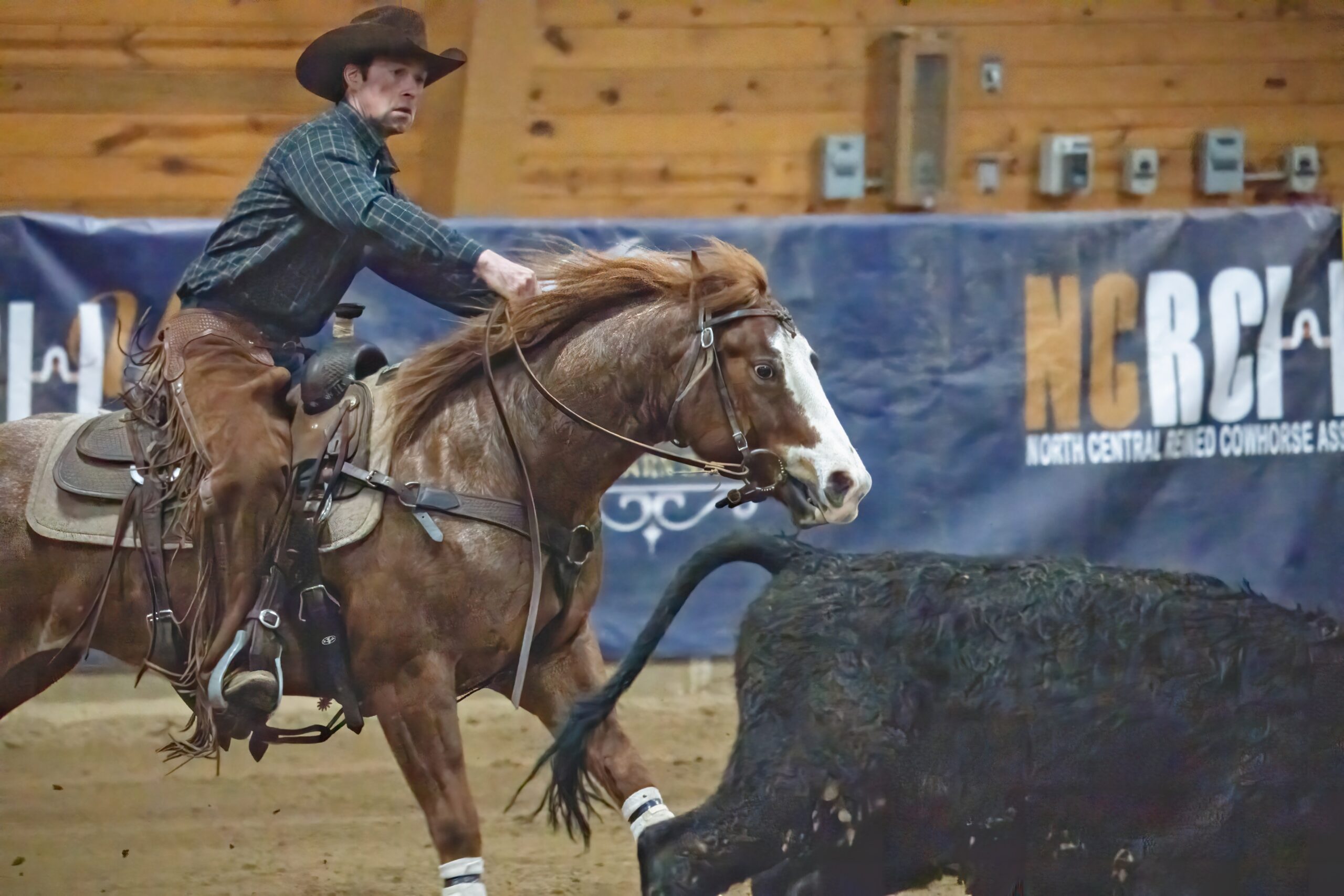 Unveiling The World Of Horse Riding Schools