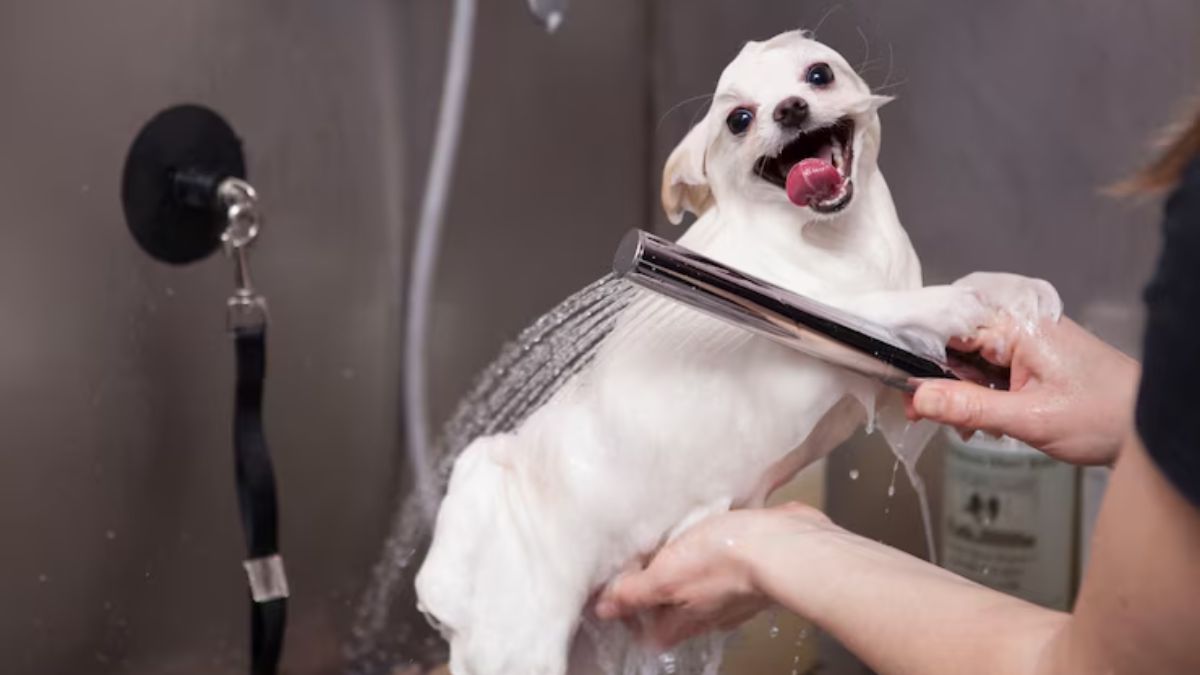 The Role of Dog Health Grooming in Promoting Physical and Mental Health