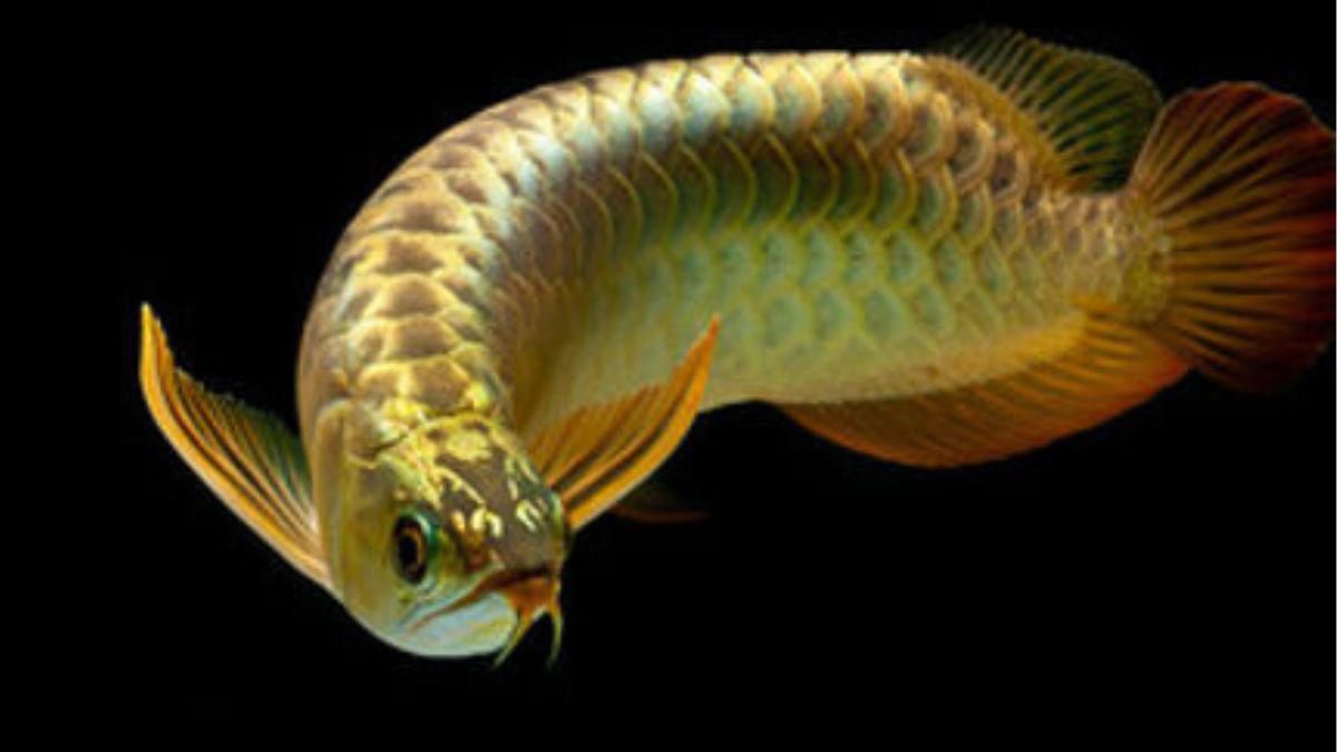 Tips for Keeping Arowanas