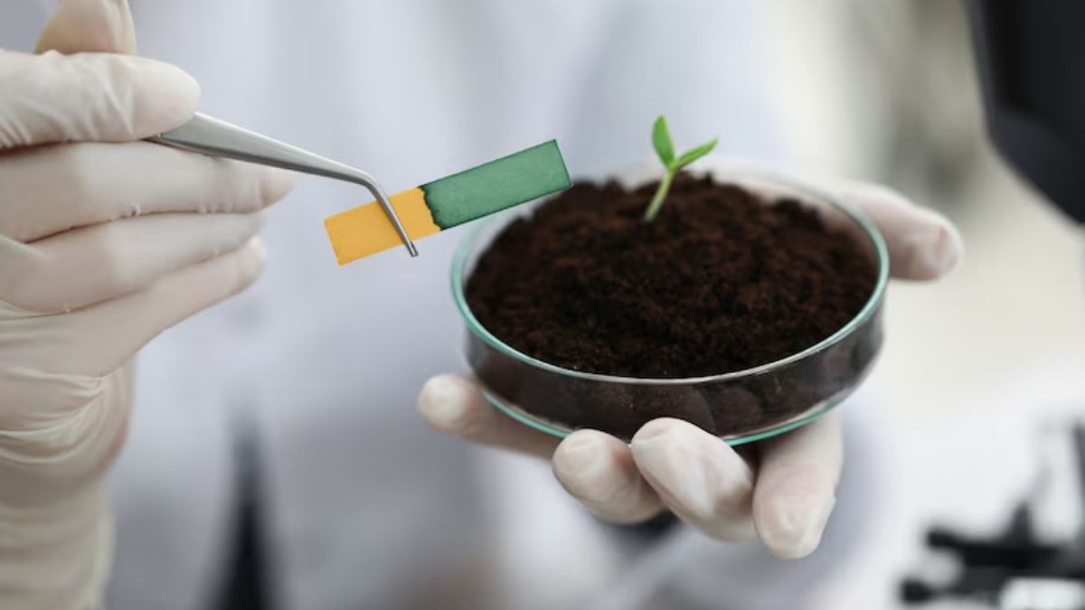 Soil Testing Demystified - How to Assess and Improve Soil Health