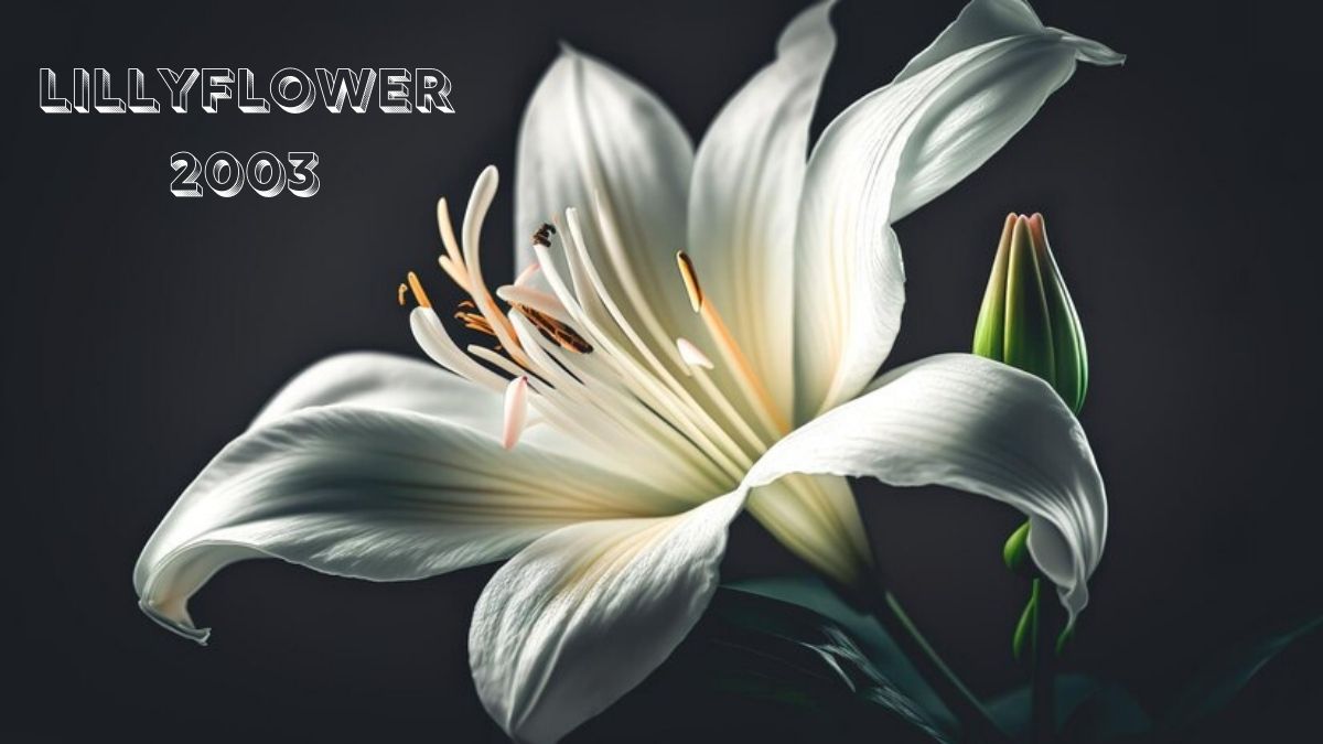 Lillyflower2003: Unveiling the Enigma