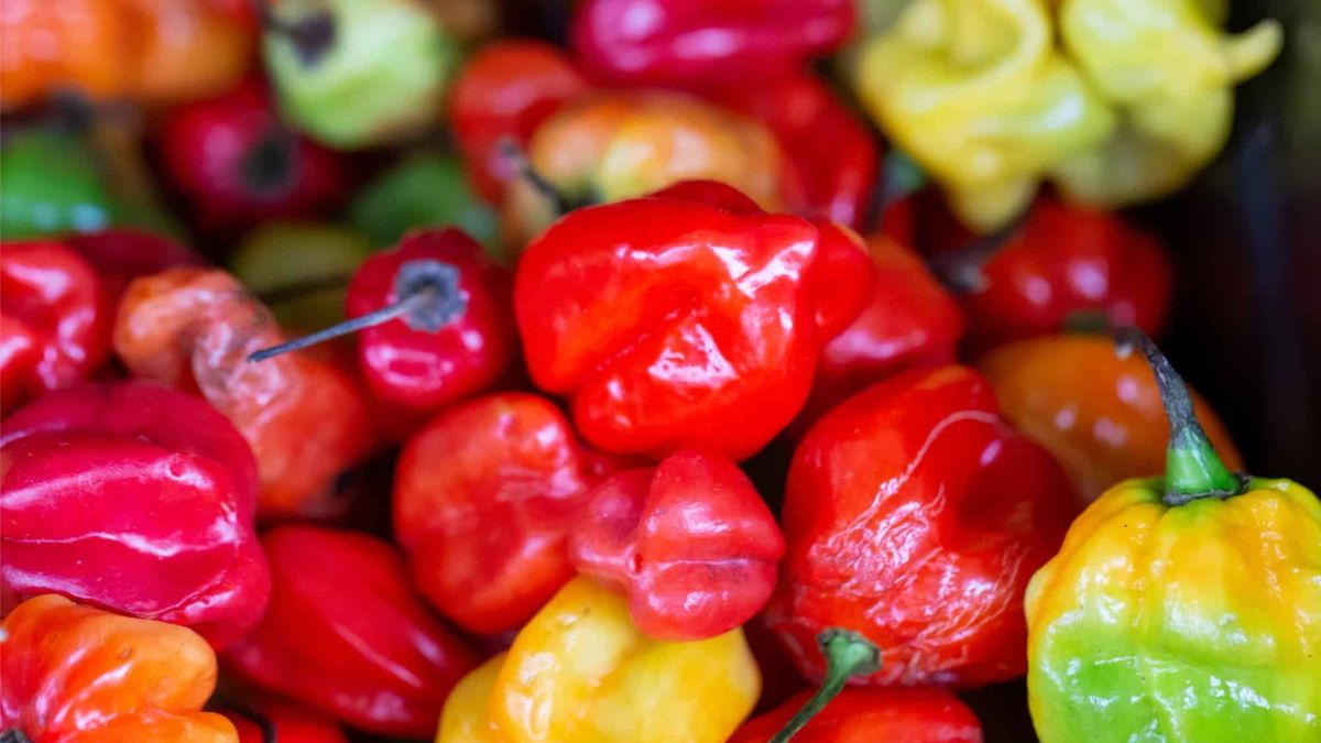 Scotch Bonnet: Unveiling the Heat and Flavor