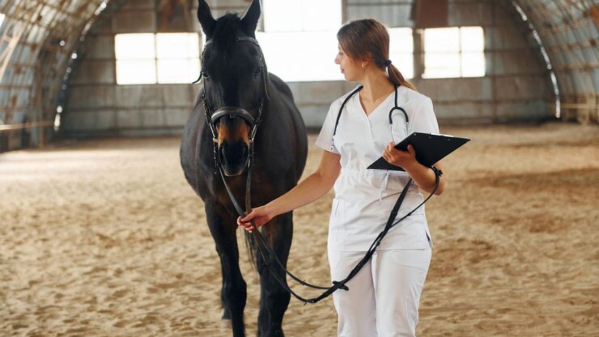 5 Key Factors to Consider When Choosing Horse Insurance