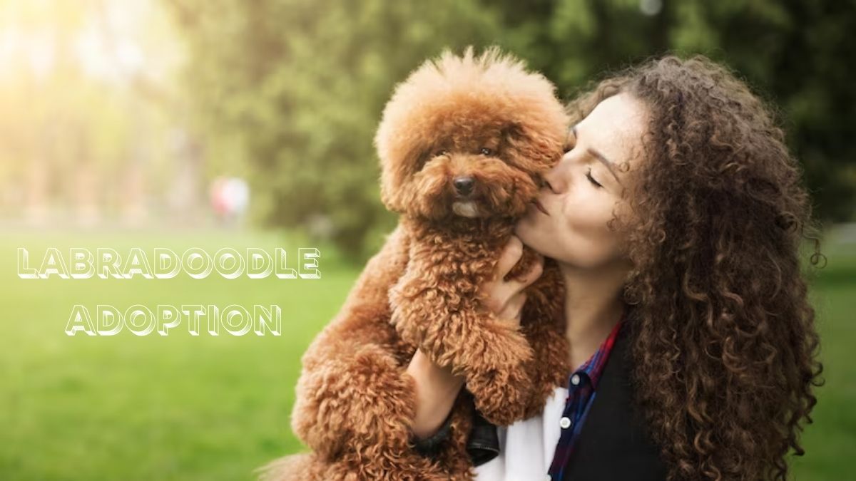 Labradoodle Adoption: Finding Your Furry Friend