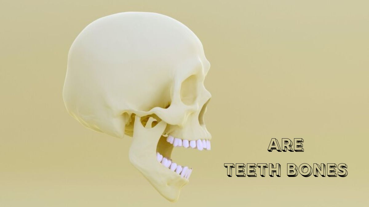 Are Teeth Bones? Unraveling the Dental and Skeletal Mysteries