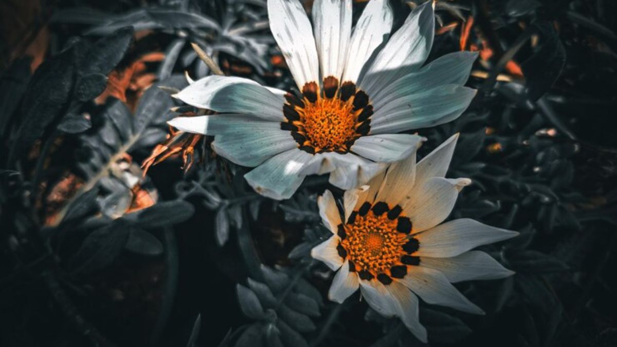 Gerberas: A Symphony of Colors and Elegance