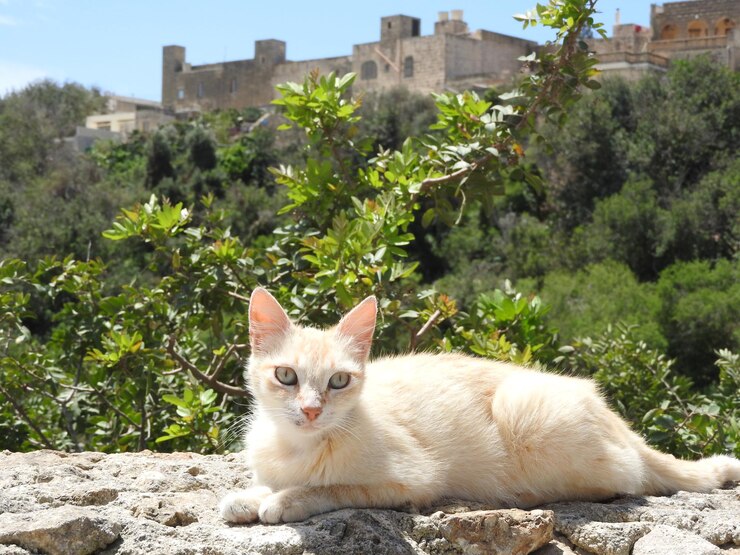 Cats of Spain: Exploring the Feline Legacy