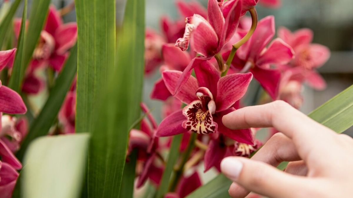 Unlocking the Beauty of Red Orchids: A Complete Guide