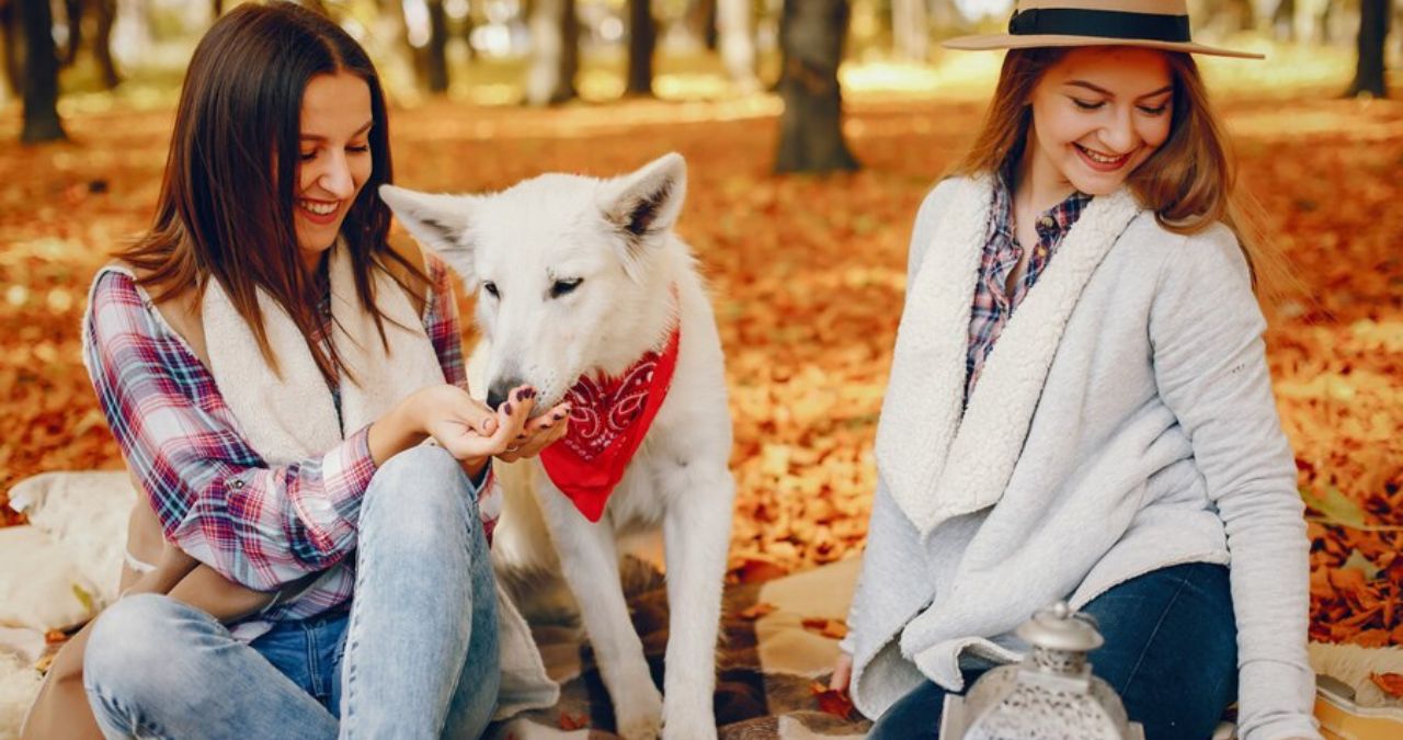 Cherokee Wolf Pup Electric 2024 17Foot: Travel in Style and Comfort ...