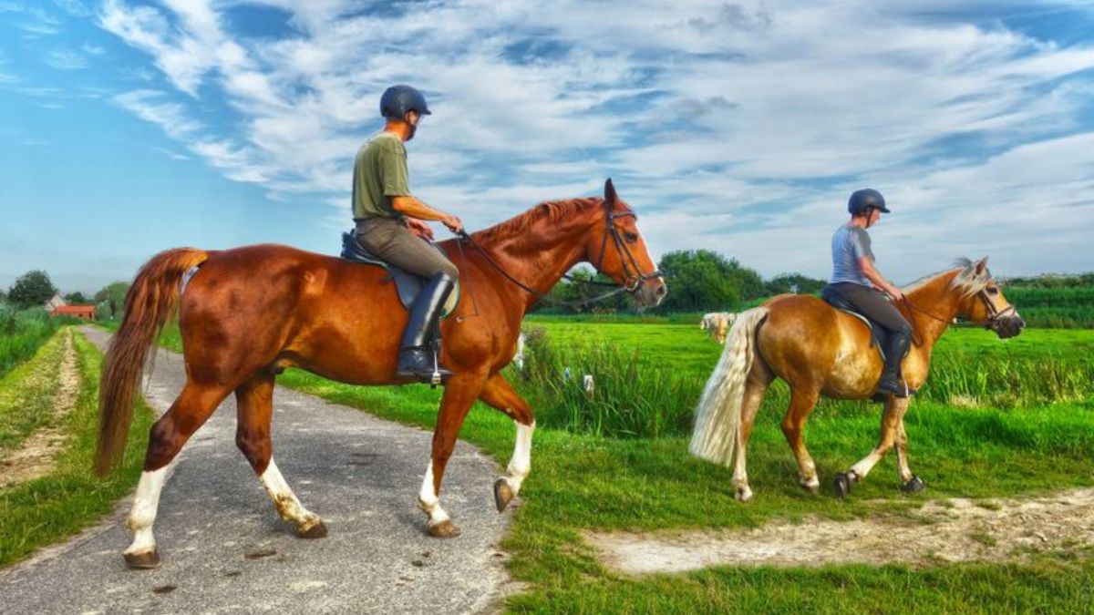 A Beginner's Guide to Horseback Riding